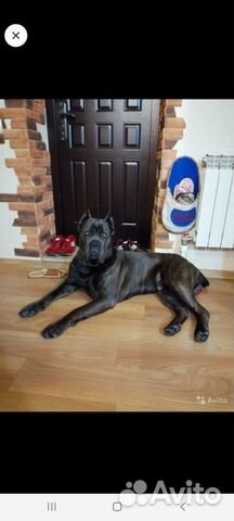 Щенки кане корсо