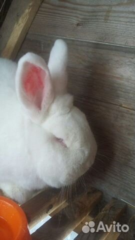 Кролики новозеландские белые