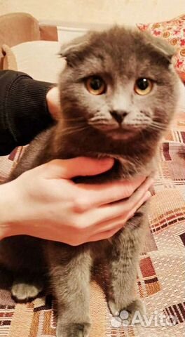 Чичи в поисках дома