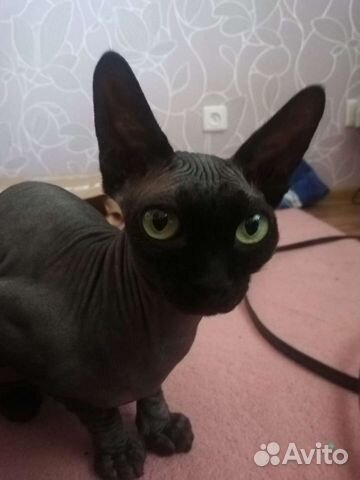 Канадский сфинкс бесплатно