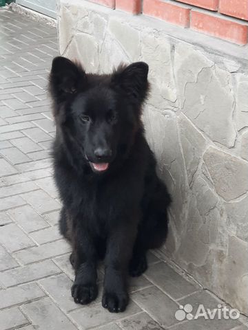 Щенок черной немецкой овчарки Д/Ш