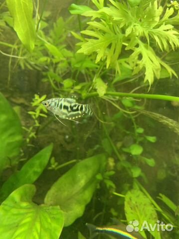 Мраморный голубой гурами