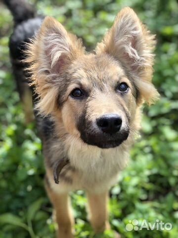 Щенок Барни 6 месяцев в дар