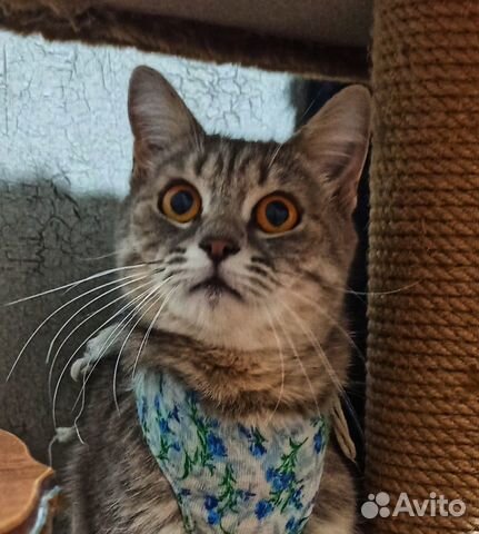 Британская кошка бесплатно