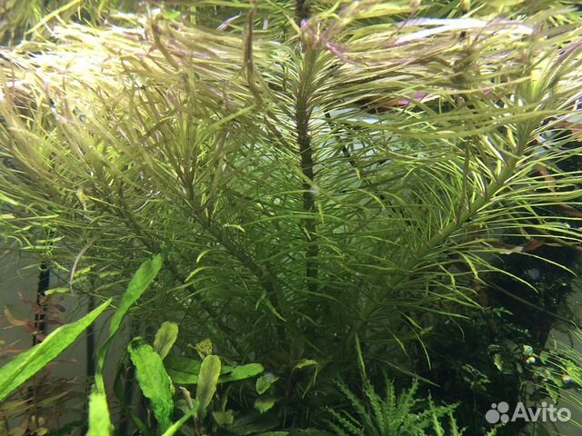 Аквариумные растения бесплатно. Погостемон, Ротала