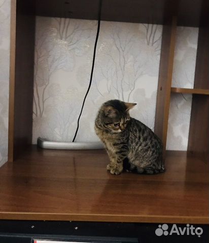 Катенок британец