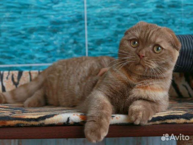 Вислоухая девочка циннамонового окраса, 5 мес