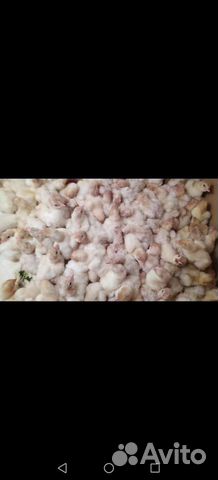 Индюки хайбрид конвертер