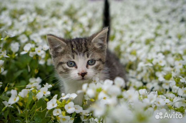 Котята 1.5 мес