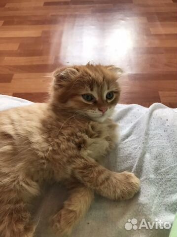 Рыжий котенок
