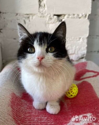 Котодети из приюта ищут своих родителей