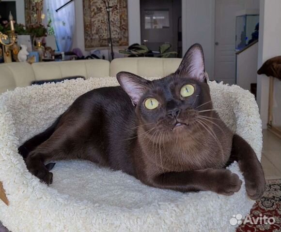 Бурма кот 4 года