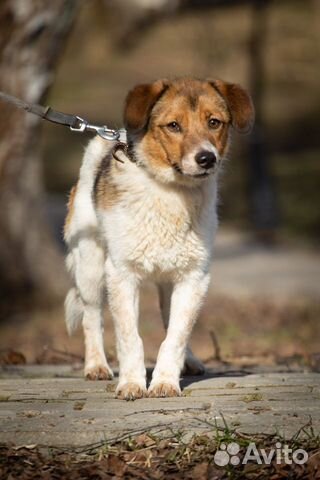 Небольшая собака в добрые руки