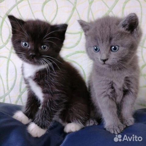 Шотландские прямоухие котята