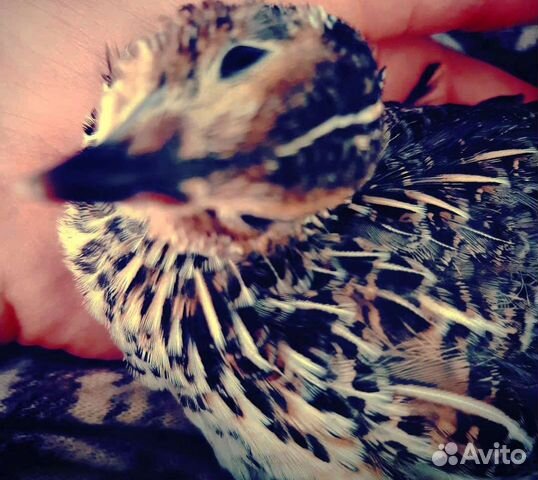 Ручной перепел