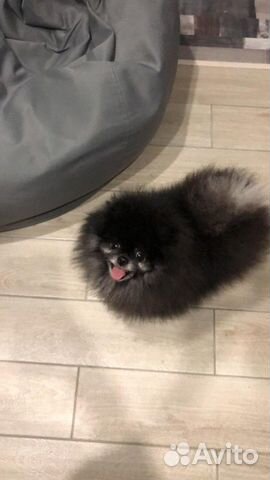 Вязка Шпиц немецкий (мишка) мальчик