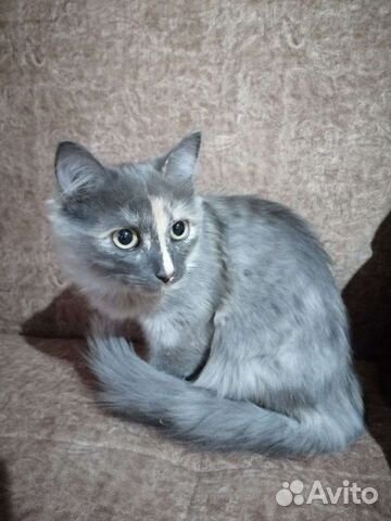 Котенок подросток в добрые руки