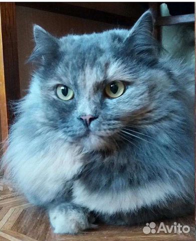 Кошка 6 лет. Мышелов, Стерилизованная