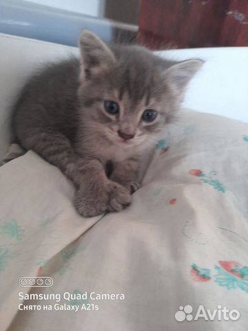 Кошки в добрые руки безвозмездно