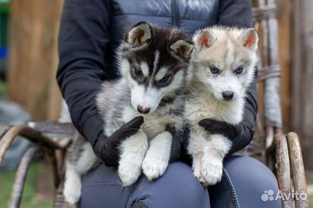 Щенки сибирской хаски