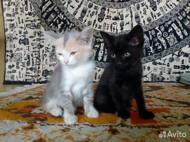 Котенок в дар