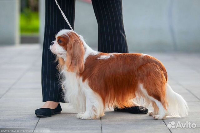 Собаки щенки кавалер кинг чарльз спаниель