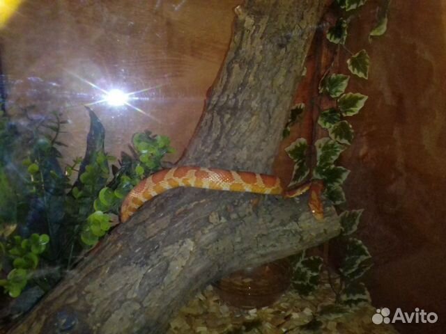 Маисовый полоз с террариумом