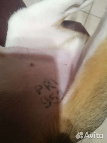 Собака бигель