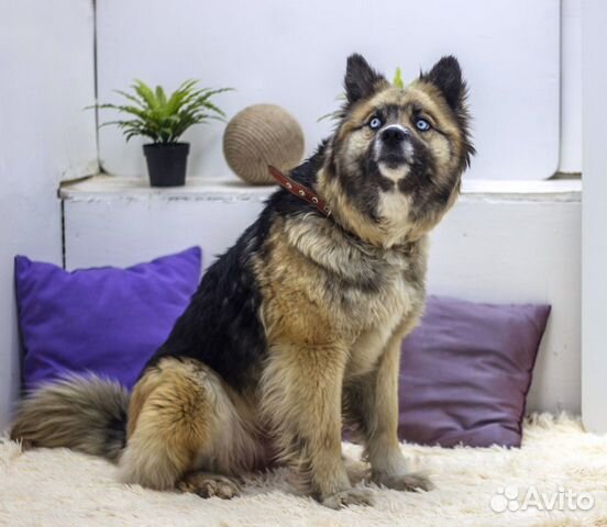 Голубоглазая красавица ищет новый дом