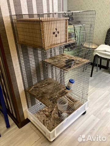 Белки дегу с клеткой