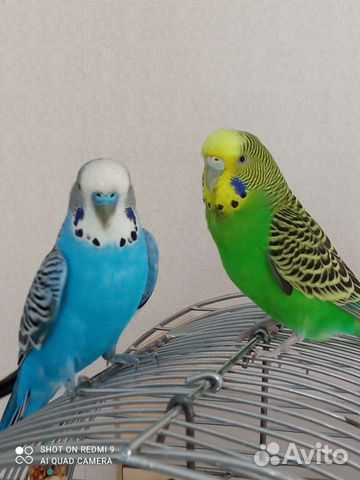 Волнистый попугай с клеткой