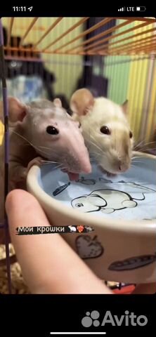 Лысые крысы сфинкс и дамбо