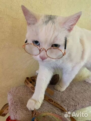 Малышек Бинго в добрые ручки