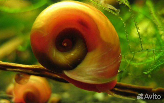 Улитки катушки