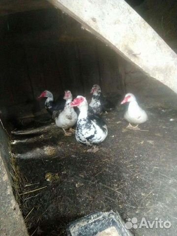 Утки и селезни