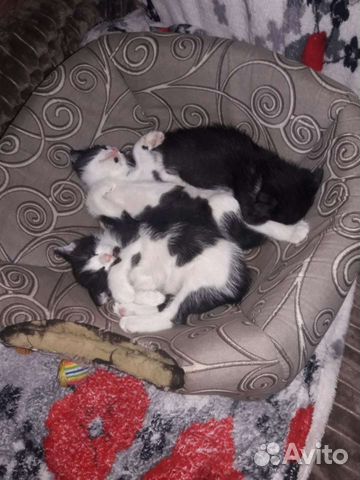 Кошка бесплатно