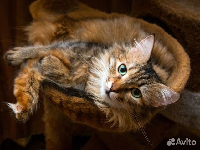 Кошка Агнешка, сибирская пушистая добрая