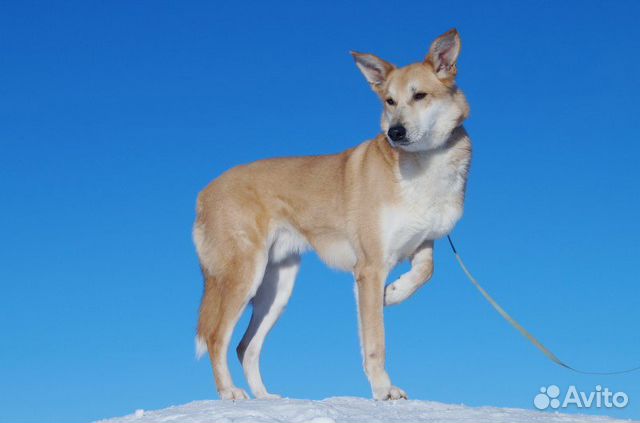 Почти лайка пес Чижик ищет дом