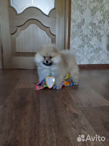 Померанский шпиц