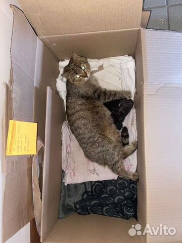 Нужна помощь кошке с котятами