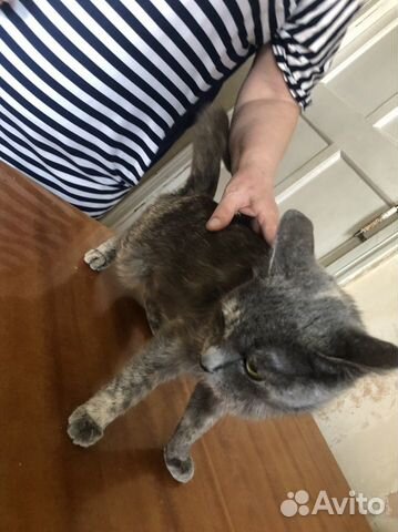 Кошечка Ласка