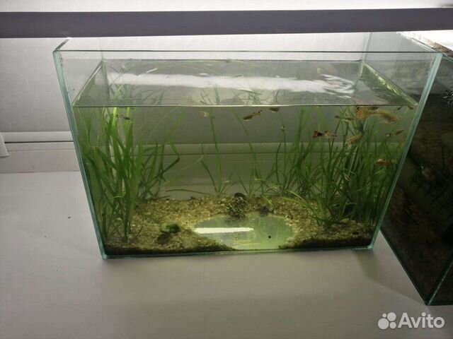 Аквариум