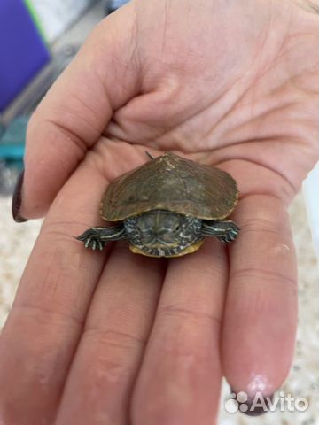 Красноухая черепаха бесплатно