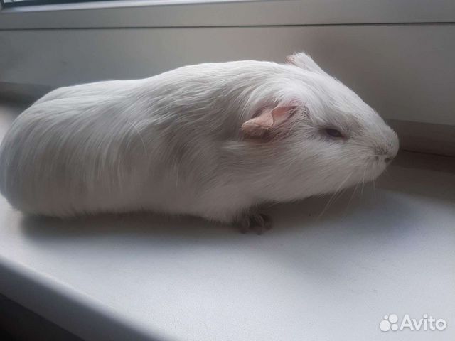 Морские свинки