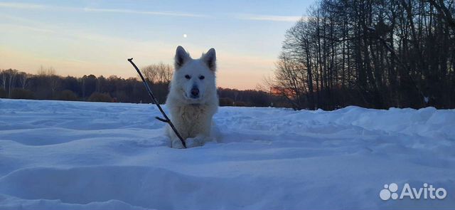 Швейцарская овчарка