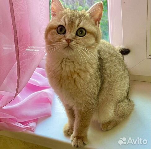 Британский золотой котик чистокровный и ласковый