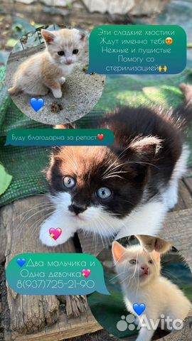 Котята в добрые руки