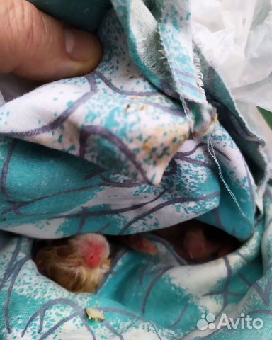 Выбросили котенка, нужна кормящая кошка