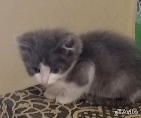 Отдам даром котенка