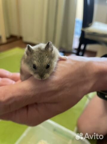 Джунгарский хомяк